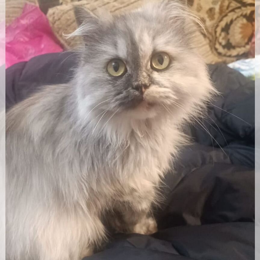 Персидская кошечка