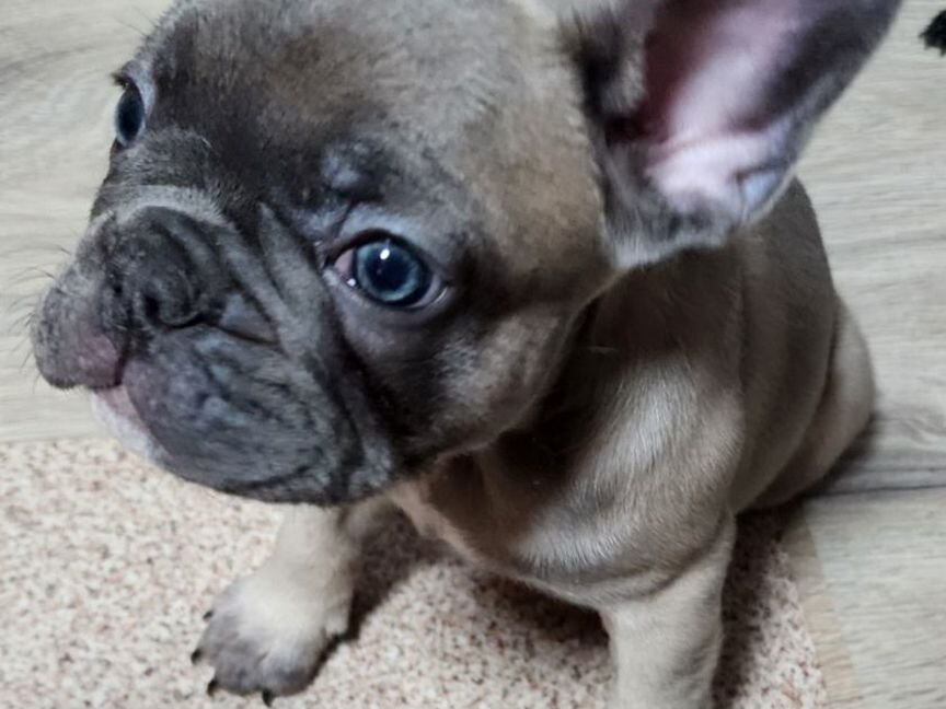 Французские бульдожки