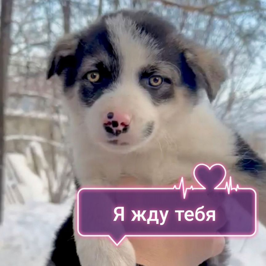 Щенок счастливый носик в добрые руки девочка