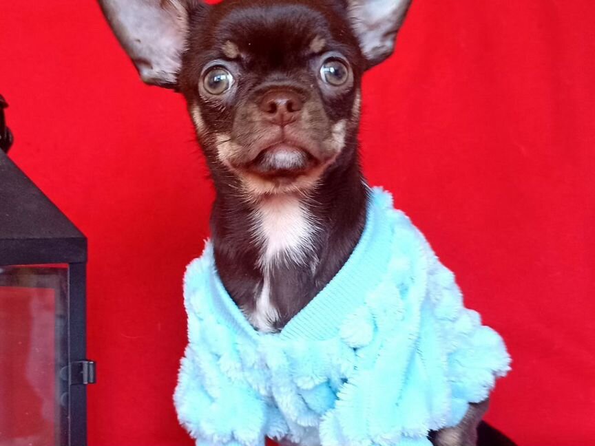 Шоколадный мальЧих