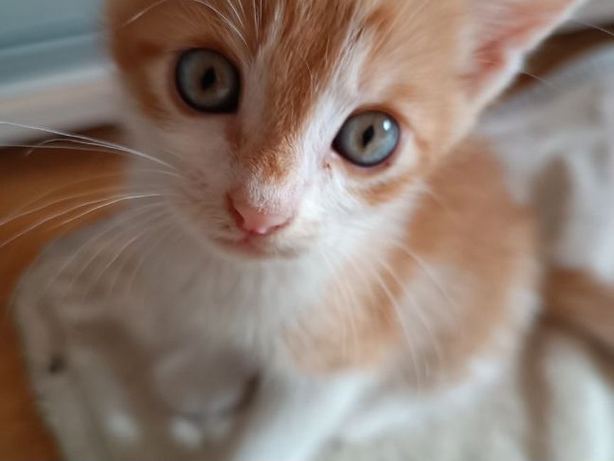 Голубоглазый Рыжий Джельтемен