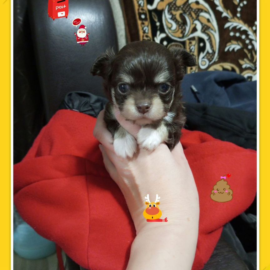 Мальчик мини чихуахуа