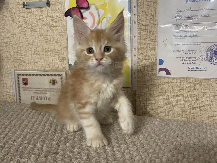 Барни. Котенок мейн кун