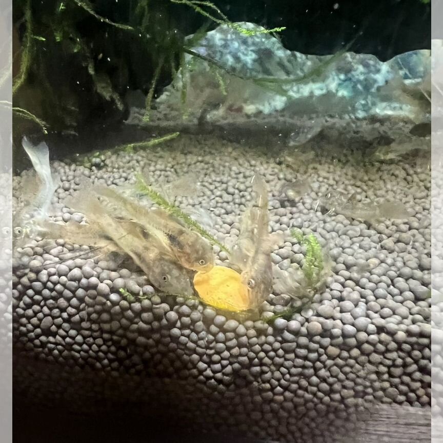 Сомики коридорасы золотистые