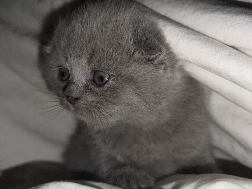 Британские котята