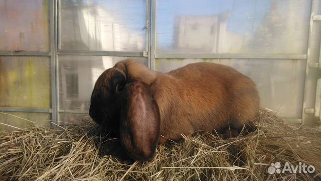 Кролик Французский Баран