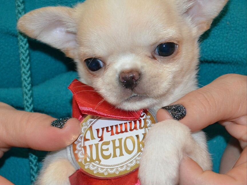 Шикарная блондинка, чихуахуа