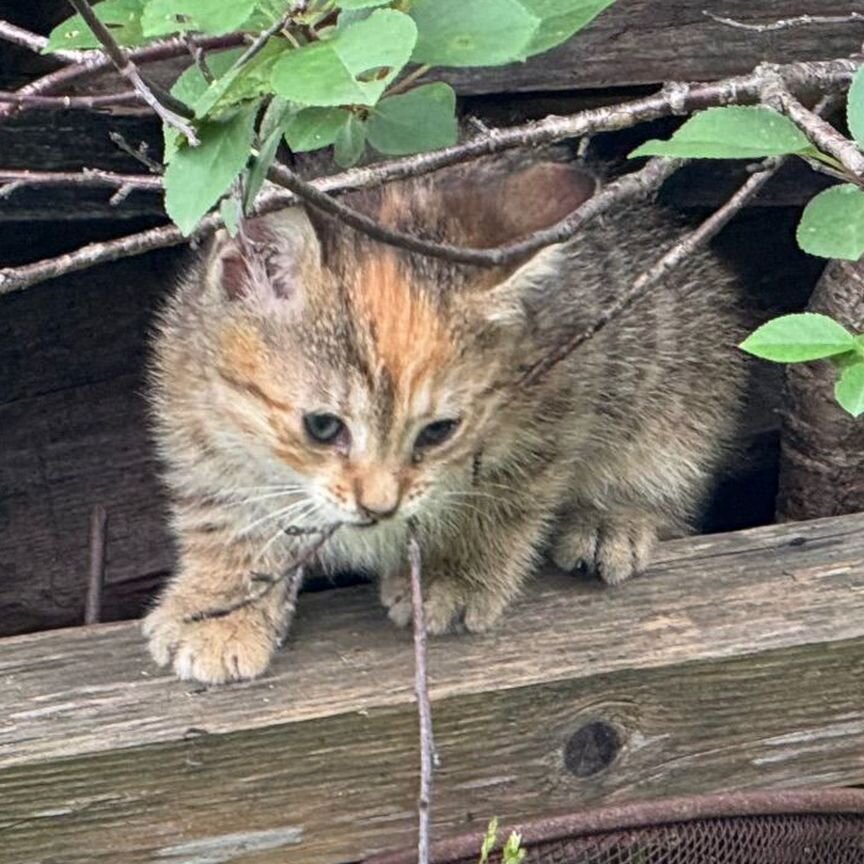 Котёнок в добрые руки