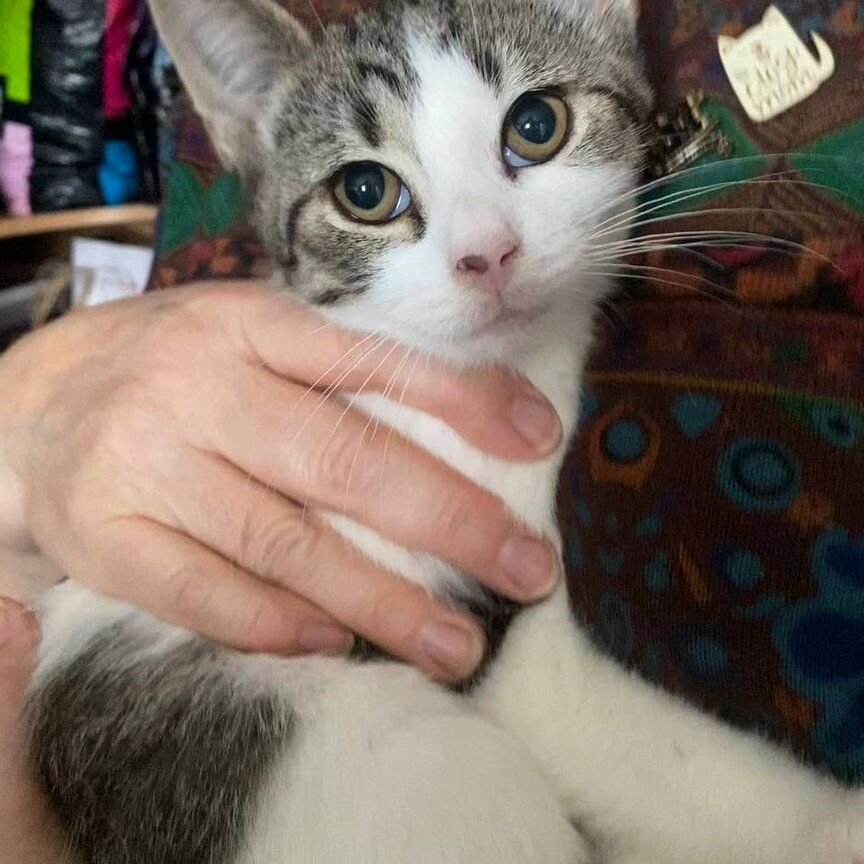 Котенок 4 месяца