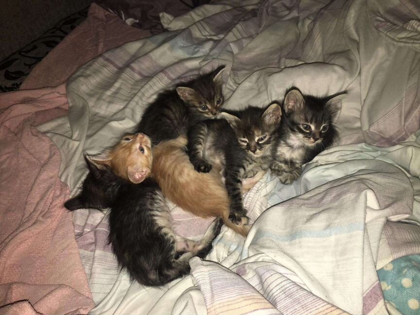 Котята