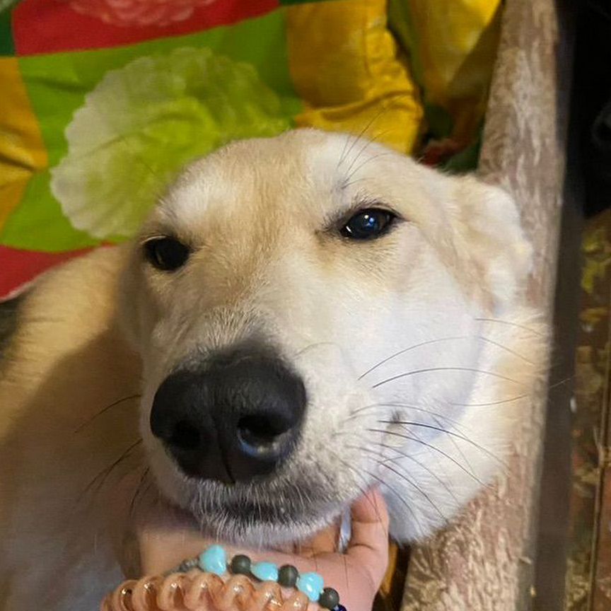 Очень воспитаная собака в добрые руки