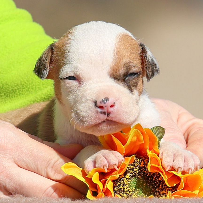 Американский стаффордширский терьер, щенок