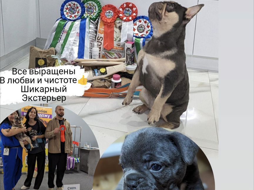 Щенки красоты необыкновенной