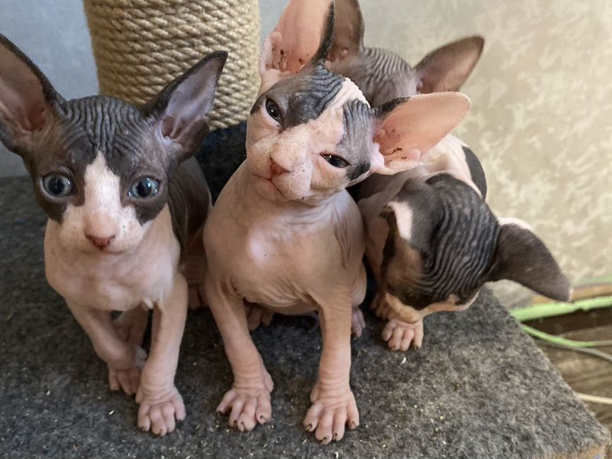 Канадский сфинкс