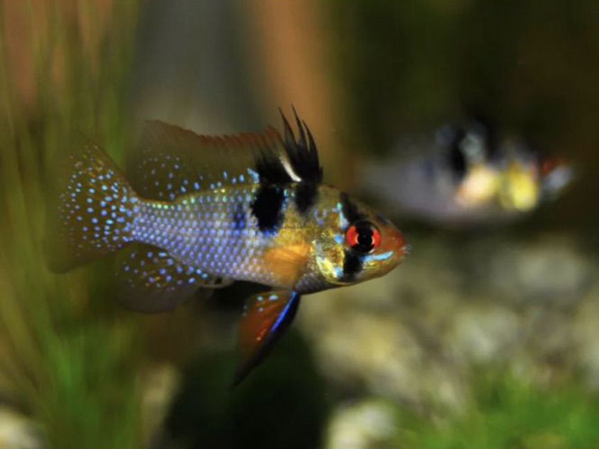 Апистограма Рамирези. Барбусы мутанты
