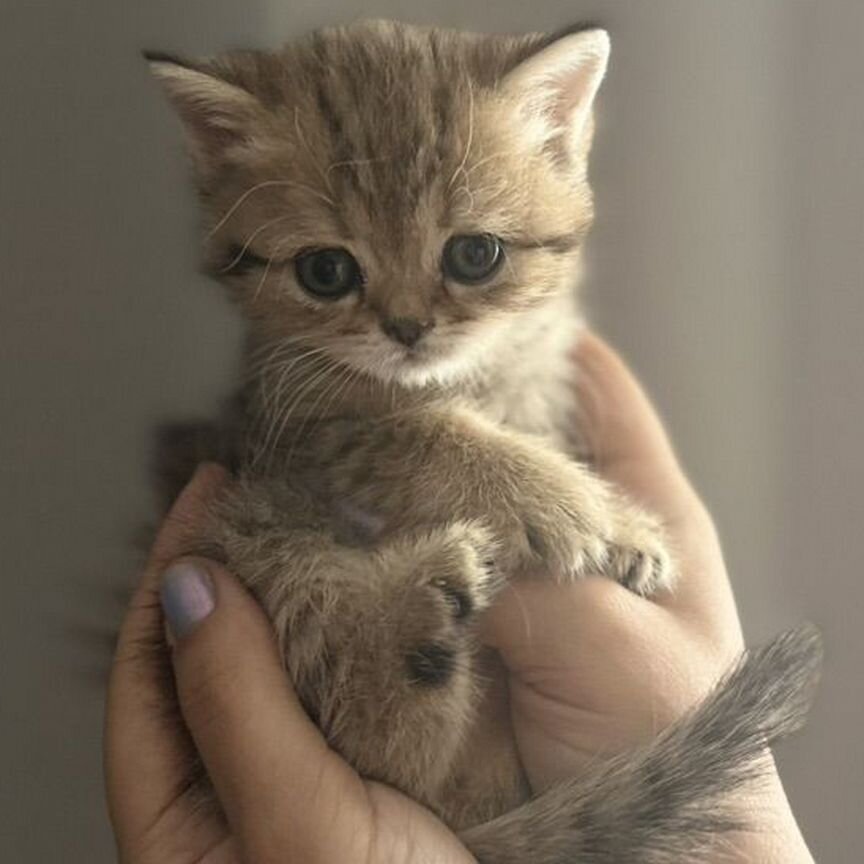 Манчкин котёнок