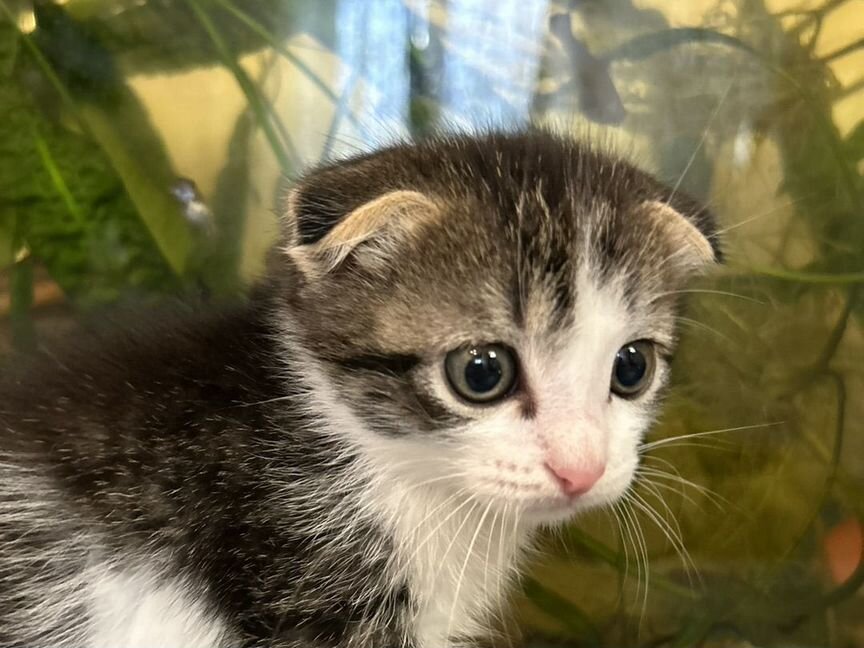 Вислоухие котята