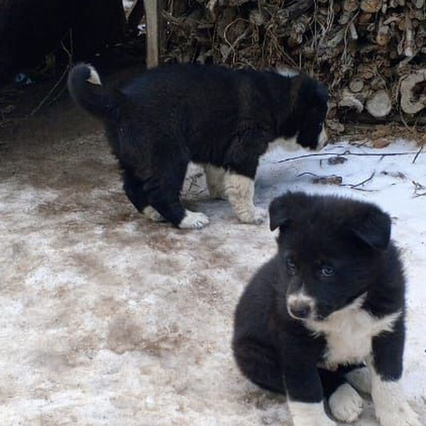 Лайка, щенок