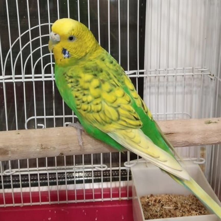 Волнистый попугай с клеткой