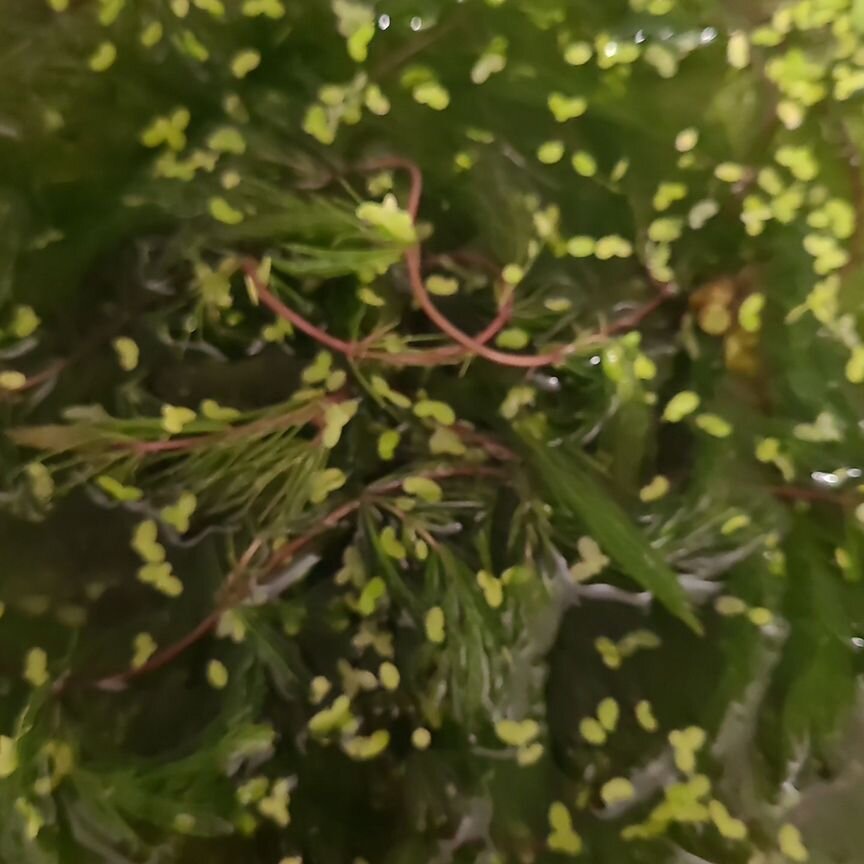 Роголистник