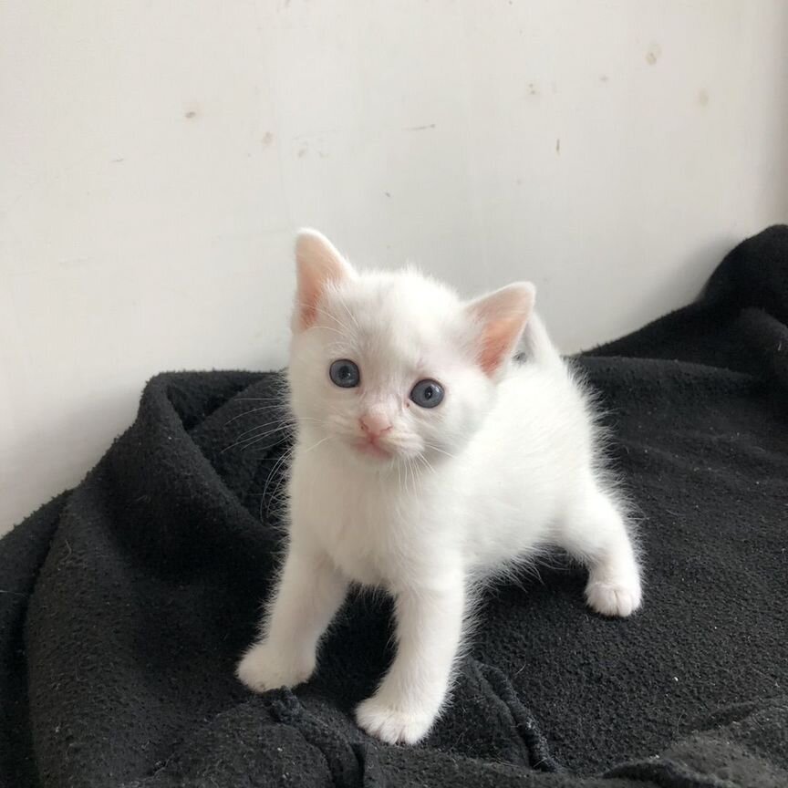 Продам кошек