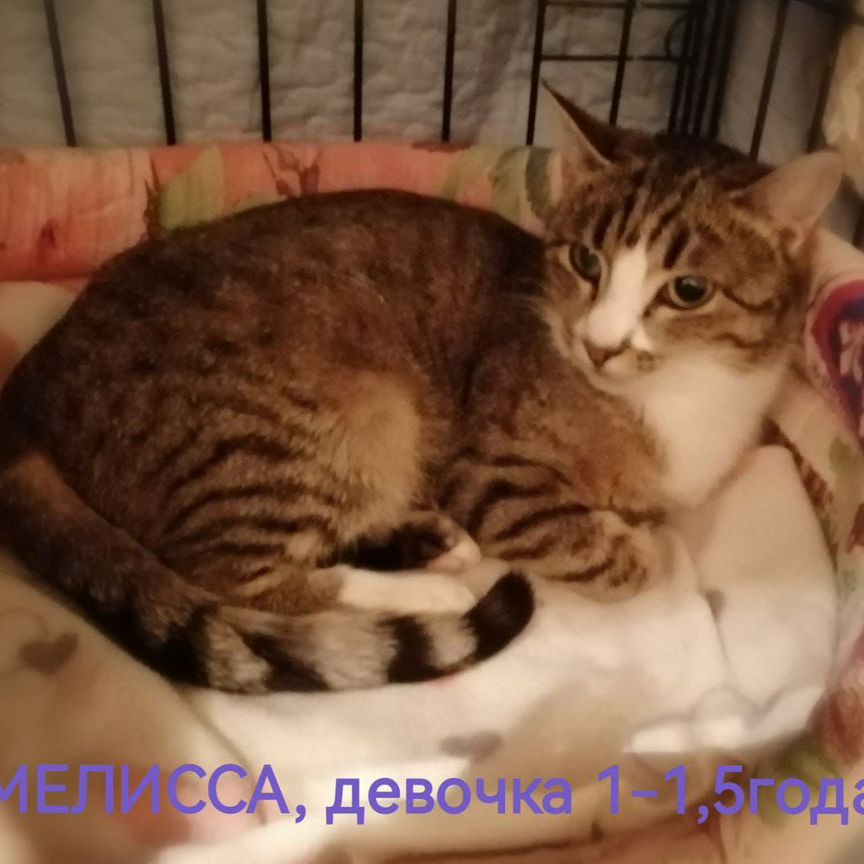 Кошечка в добрые руки