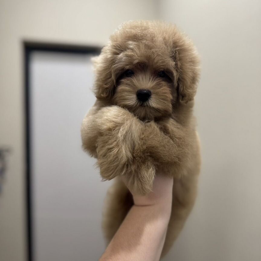 Мальчик мальтипу f1