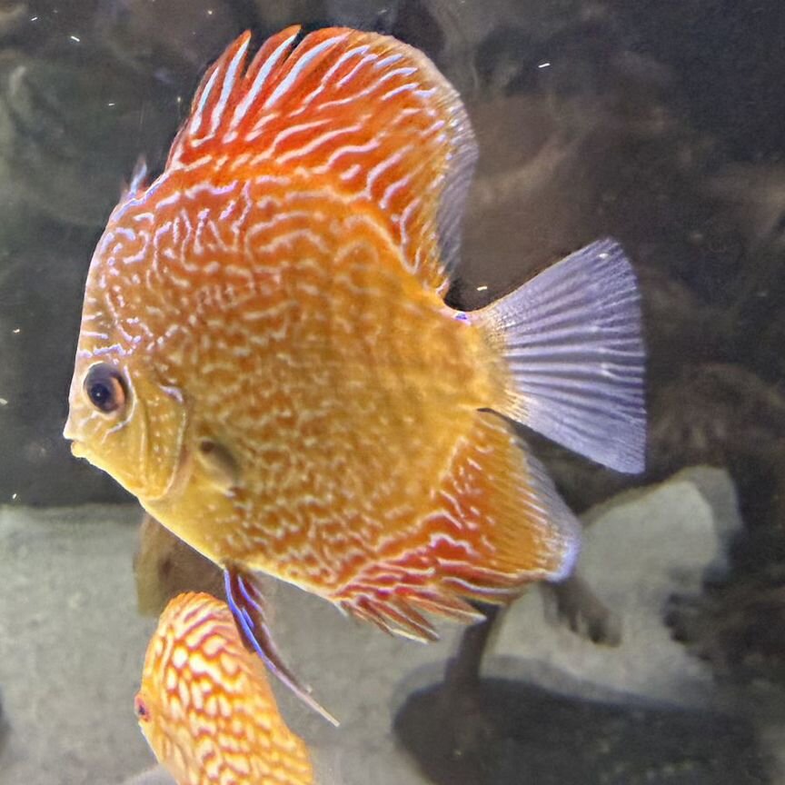 Дискус 20 рыбок