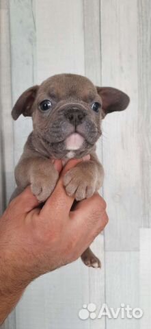 Французский бульдог