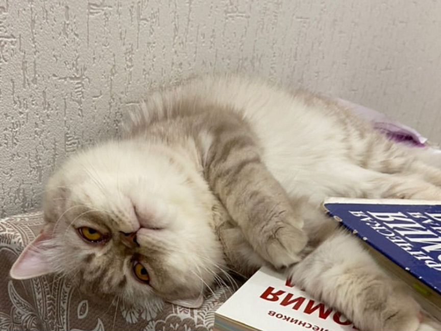 Персидская кошка