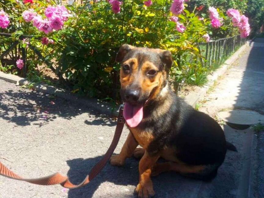 Маленькая собака в добрые руки