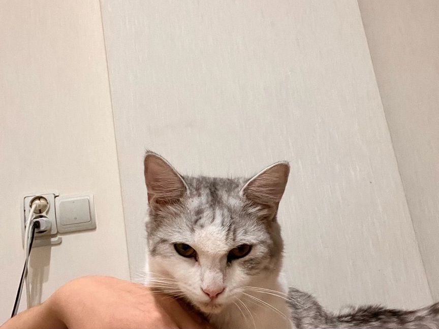 Кот в очень добрые и ласковые руки