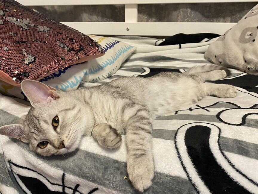 Котенок в добрые руки