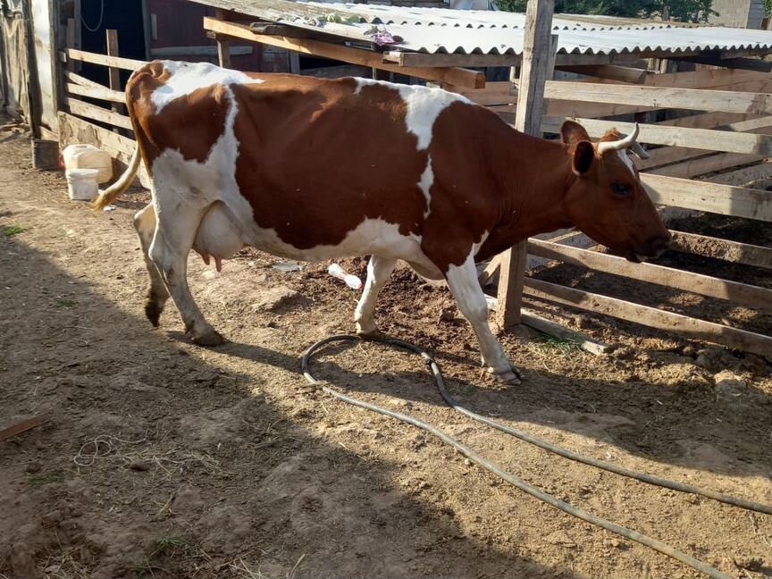 Продам стельных коров