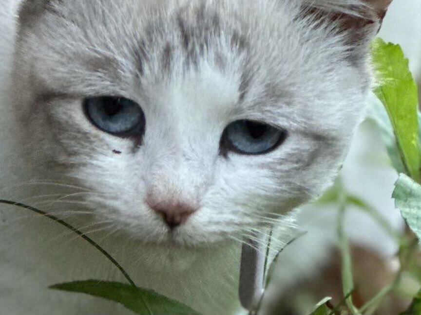 Кошечка Биба La Vida 1 годик ищет семью