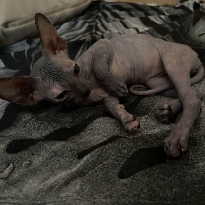 Донской сфинкс котенок