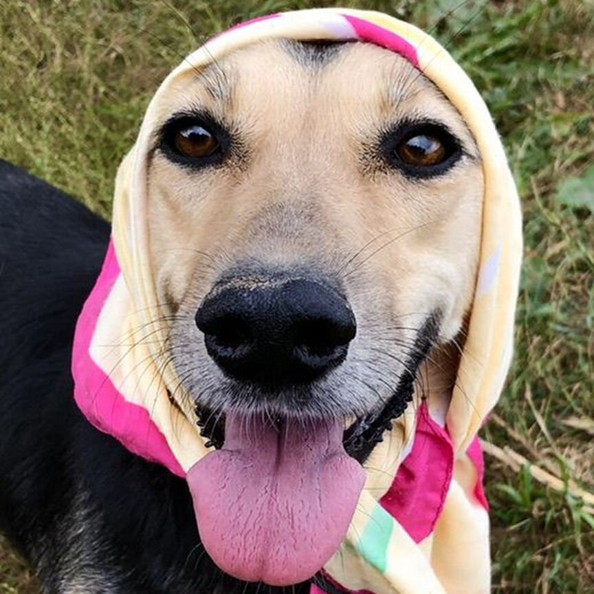 Молоденькая собачка Джекки украшение для Вас