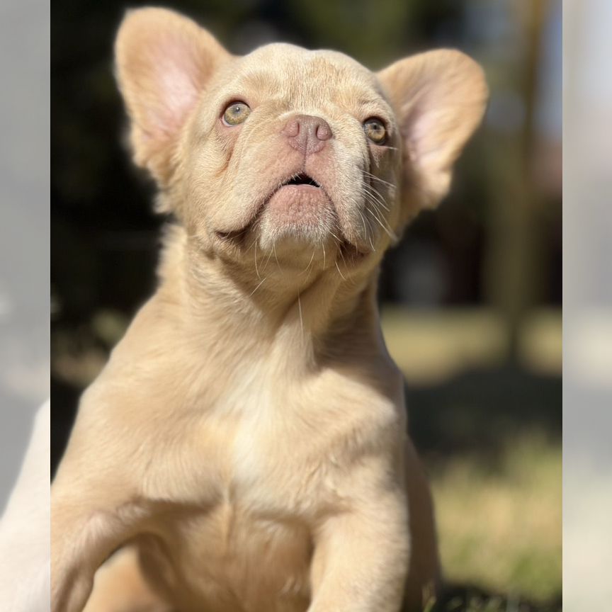 Французский бульдог, щенок