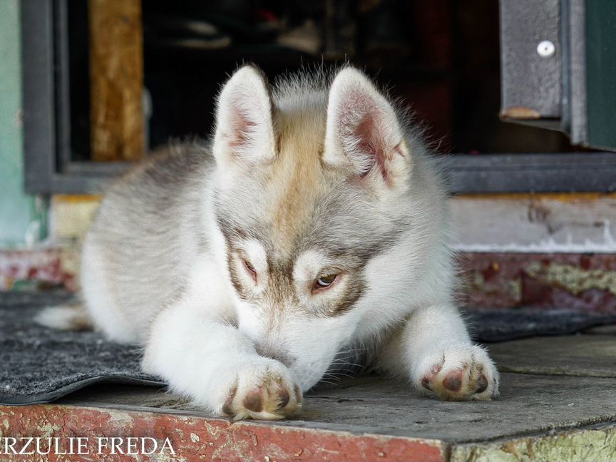 Породистые щенки хаски
