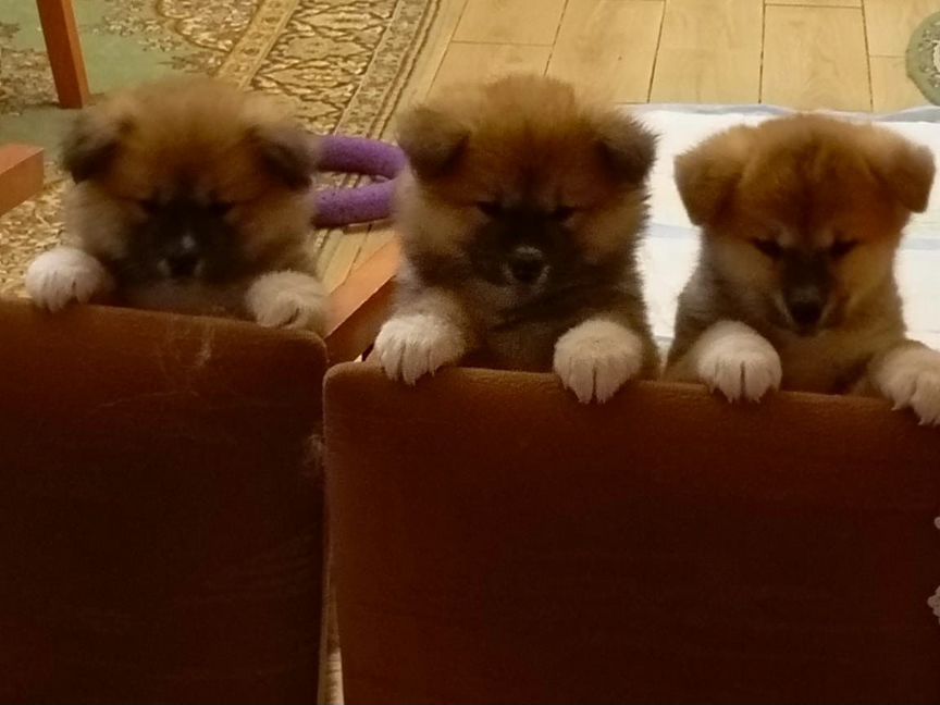 Щенки акита ину