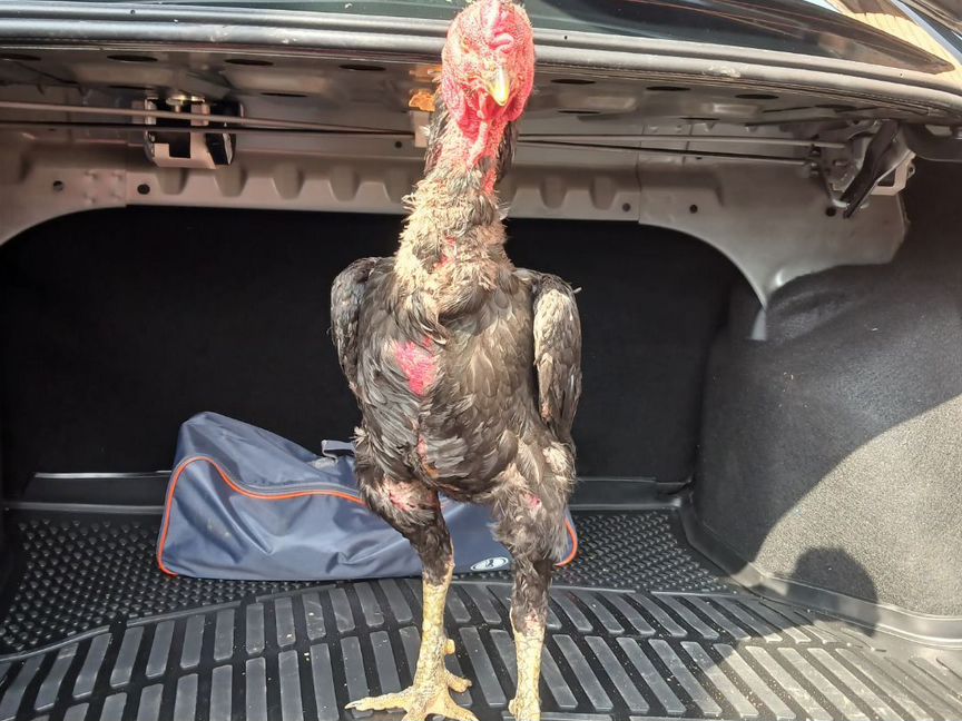 Бойцовая птица