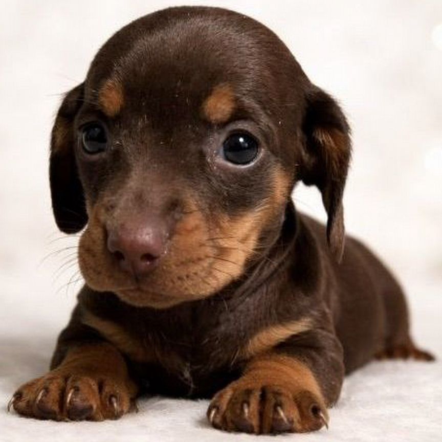 Кроличья такса, щенок