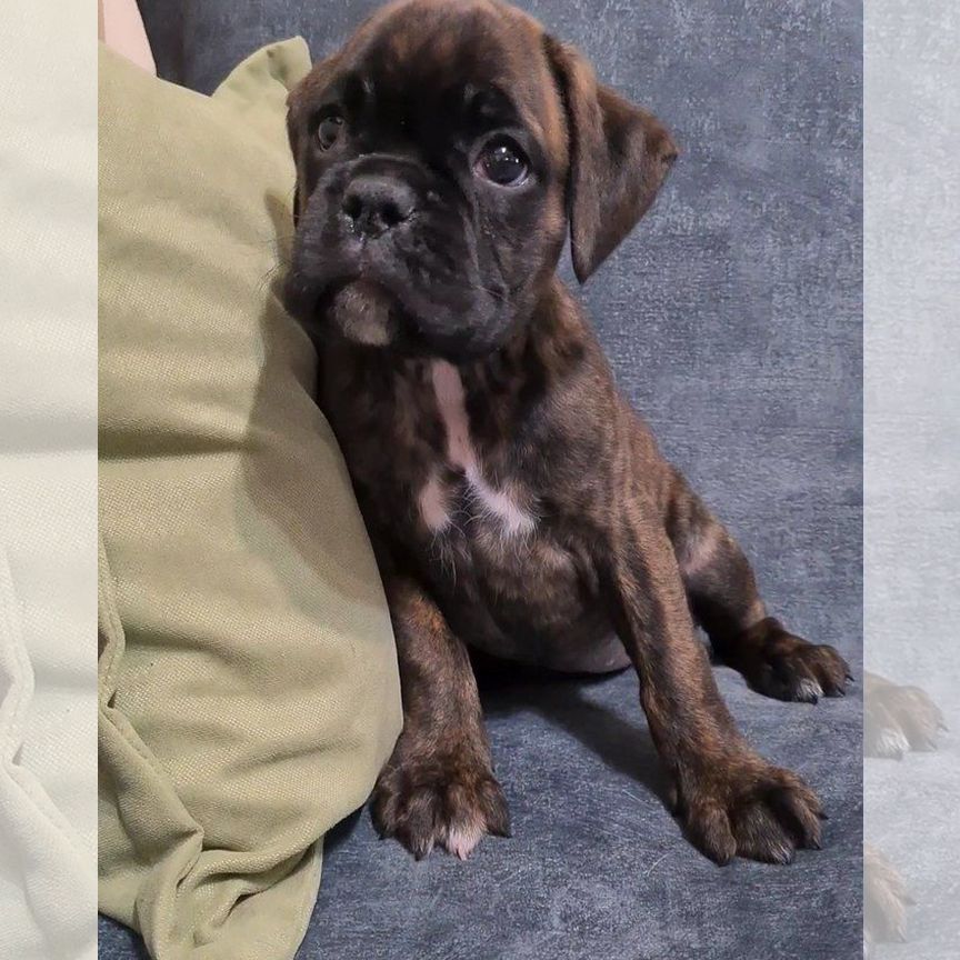 Щенки боксера