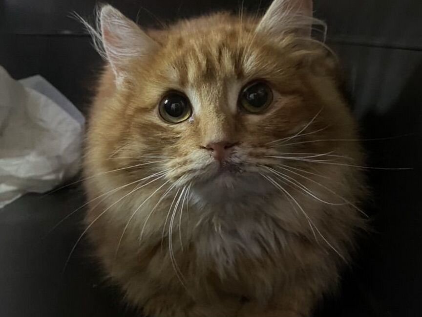 Котенок Огонек. Рыжий пушистый в дар