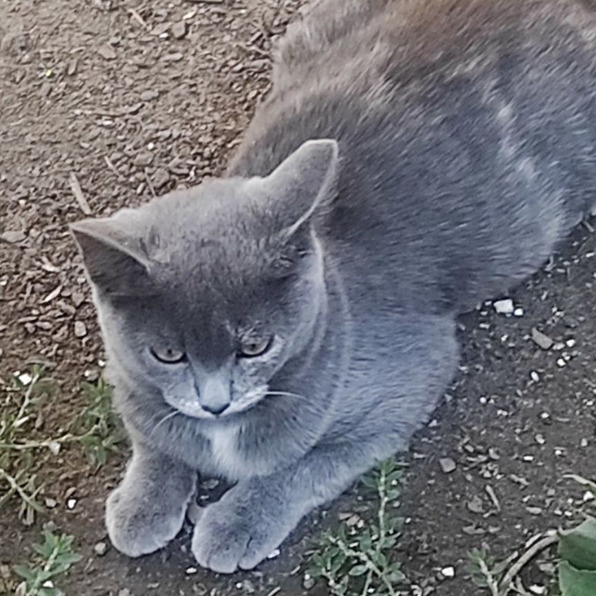 Отдам котенка в добрые руки, девочка 3 месяца