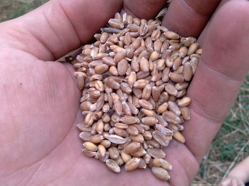 Продам зерно,пшеница доставка