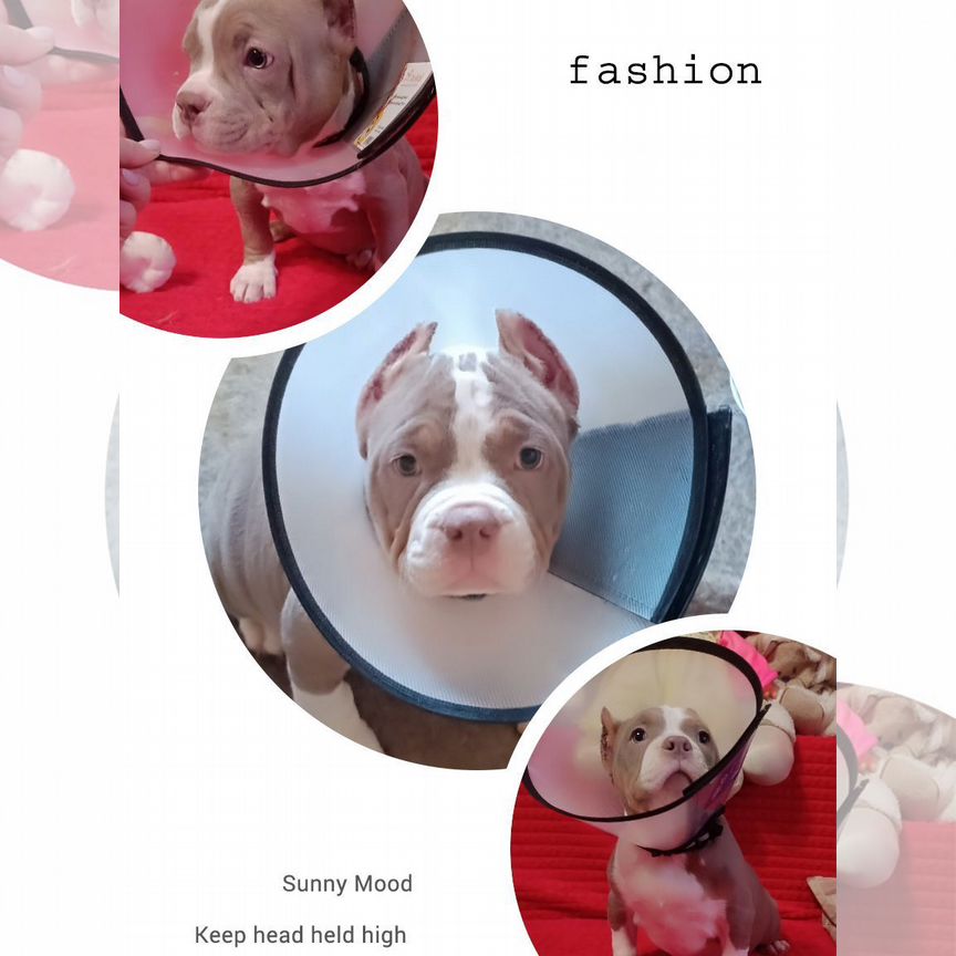 Девочки Ам булли