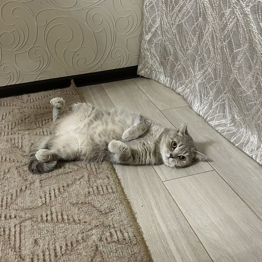 Шотладская кошка