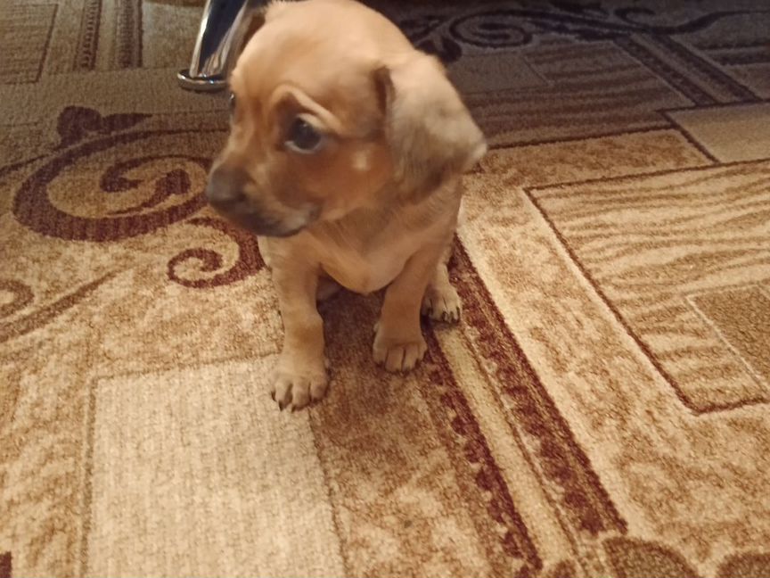 Продам щенка той терьера девочка,1,5 месяца