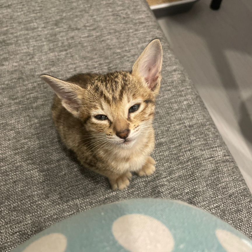 Котенок